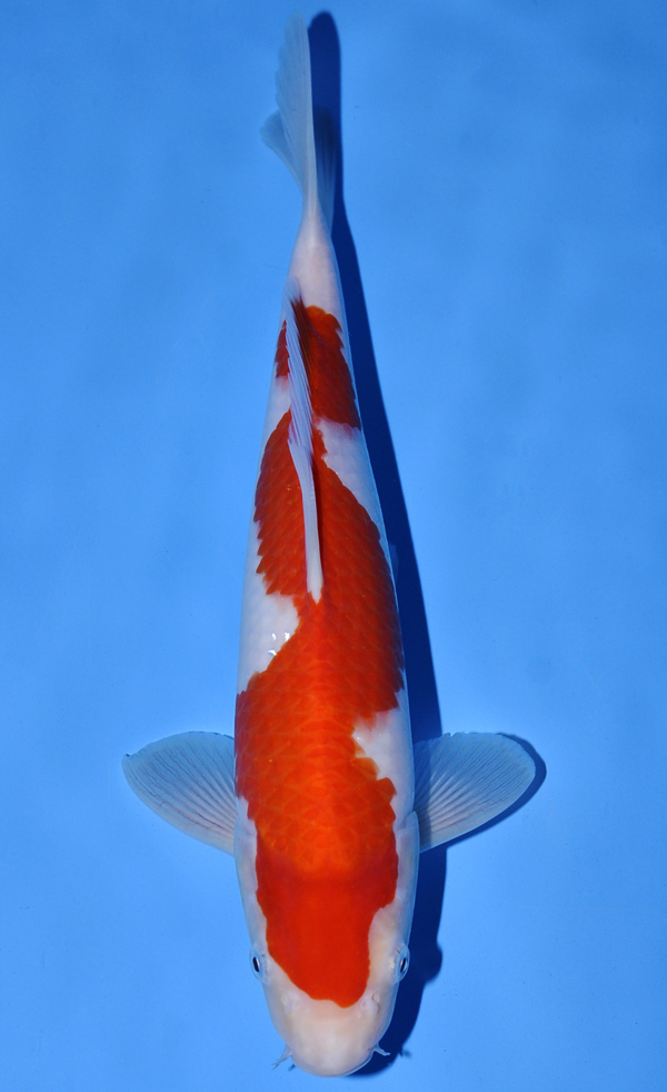 Koi Auction