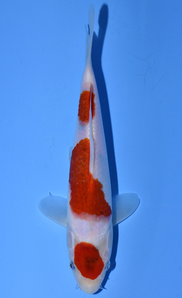 Koi Auction