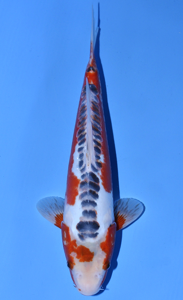 Koi Auction