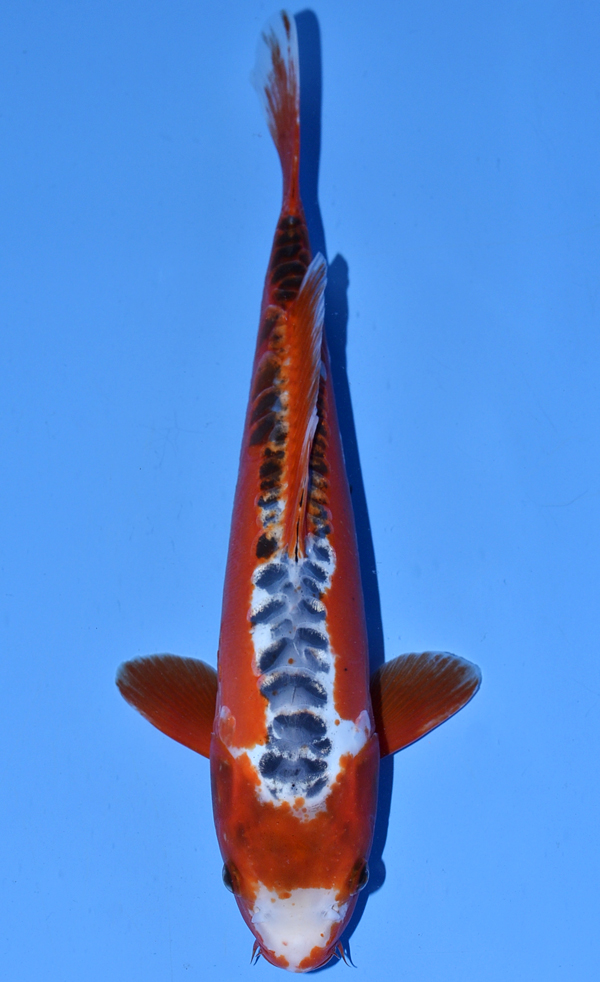 Koi Auction