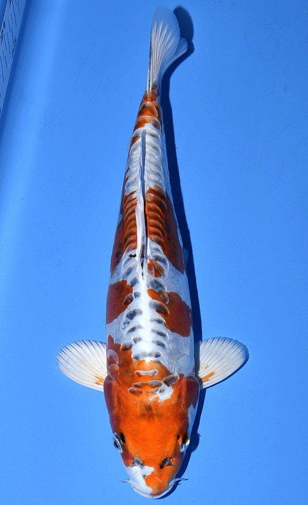 Koi Auction