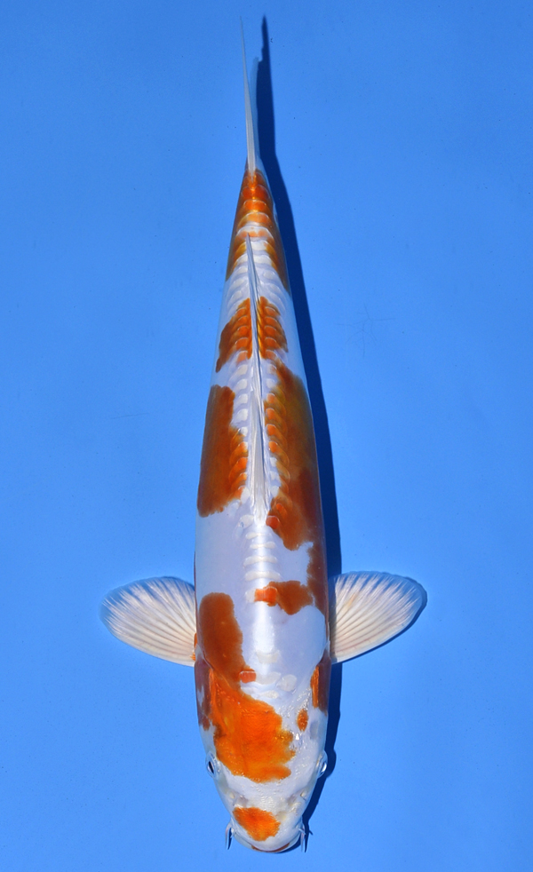 Koi Auction