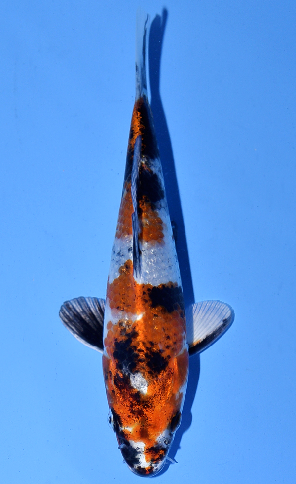 Koi Auction