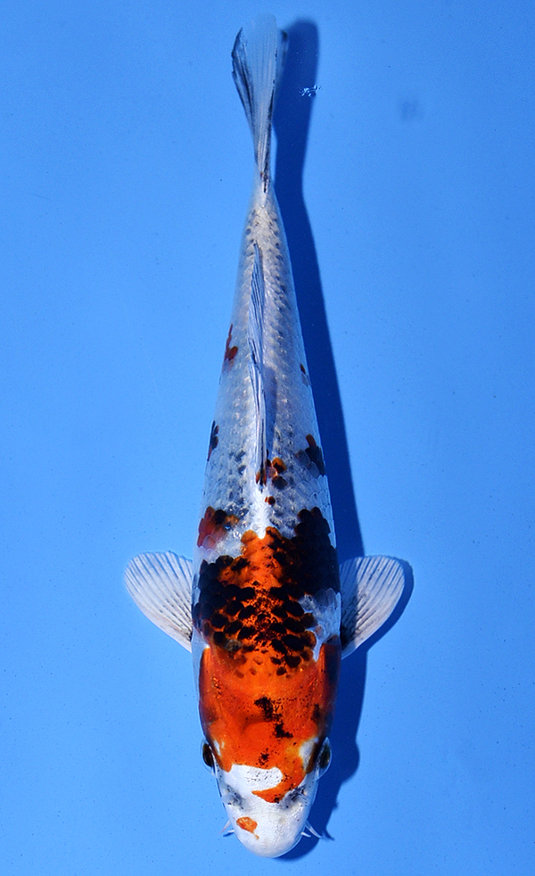 Koi Auction