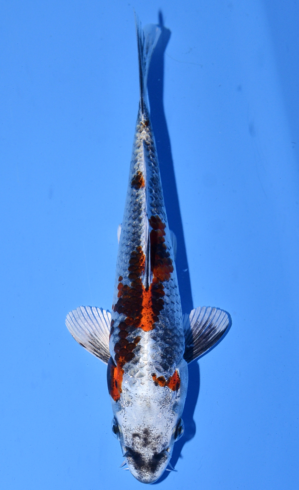 Koi Auction