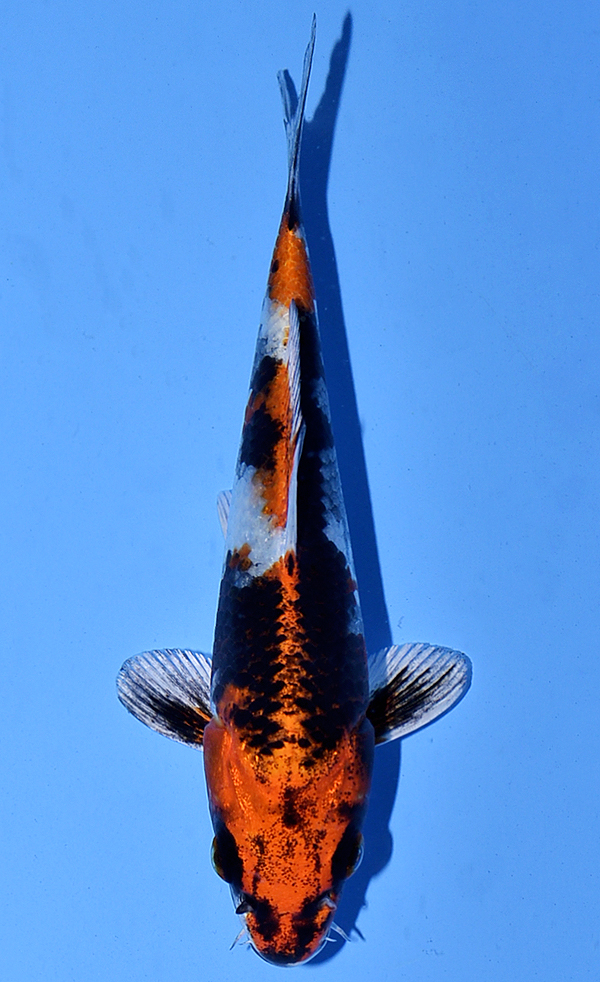 Koi Auction