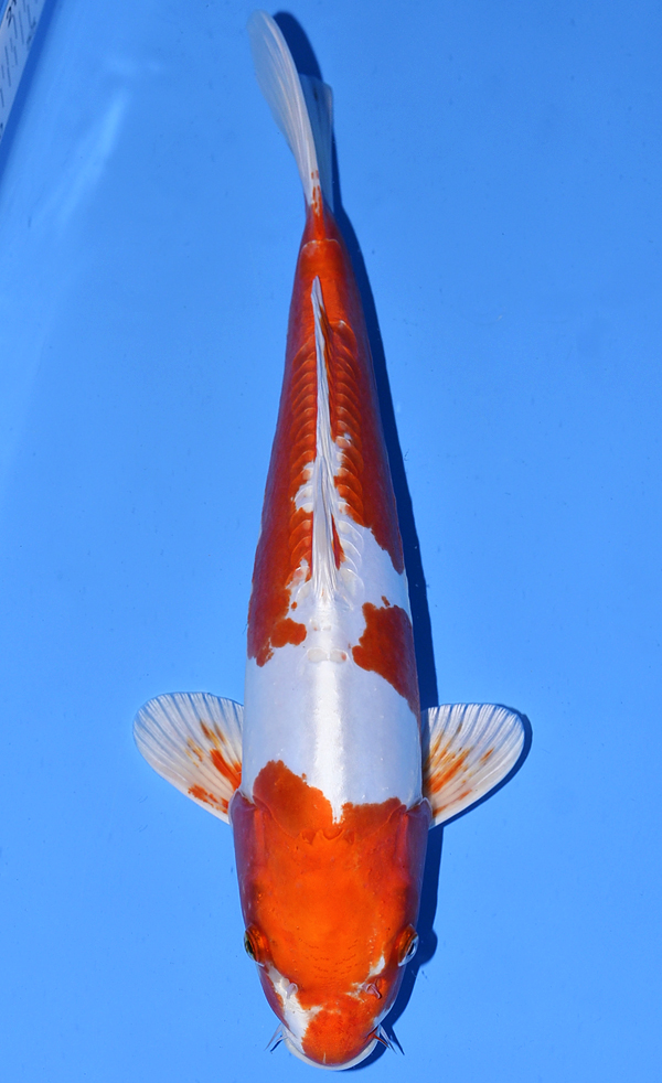 Koi Auction