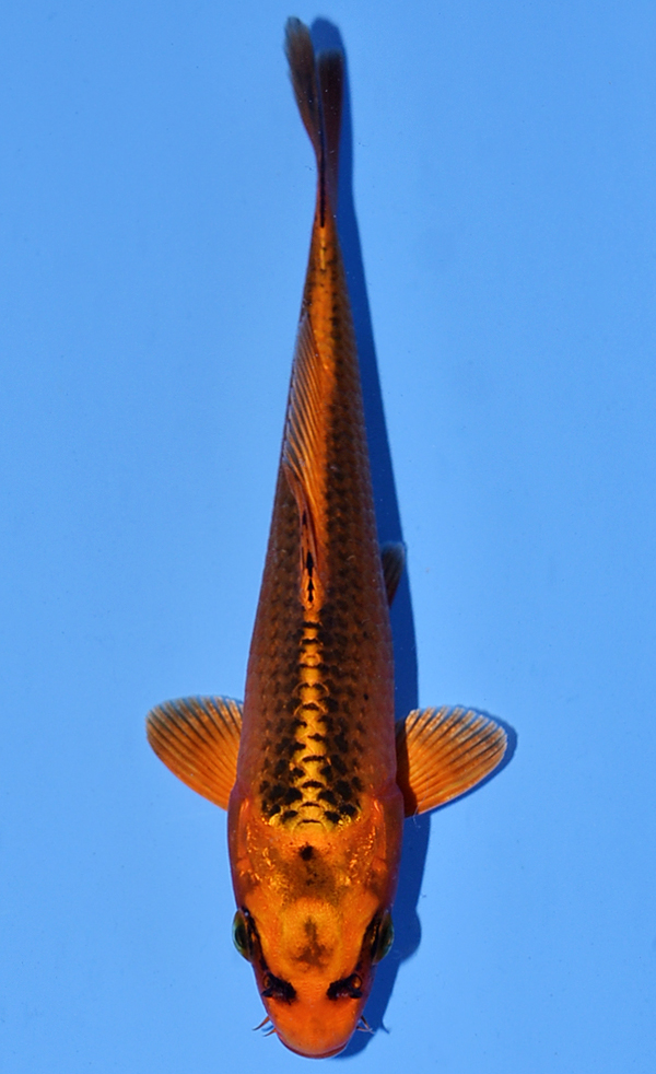 kin matsuba koi Kin matsuba - koifishusa