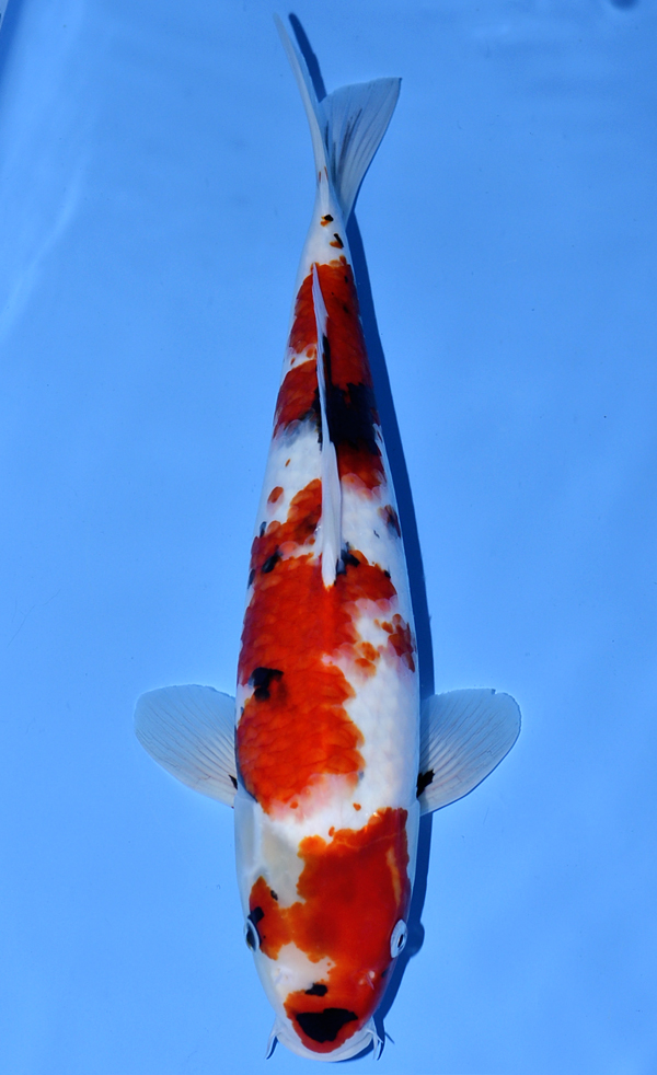 Koi Auction