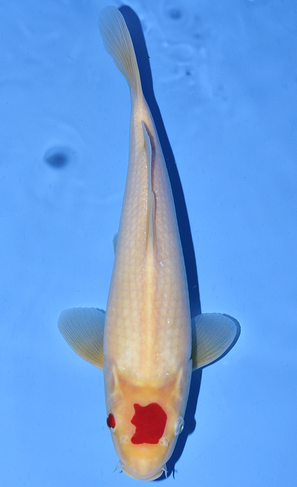 Koi Auction