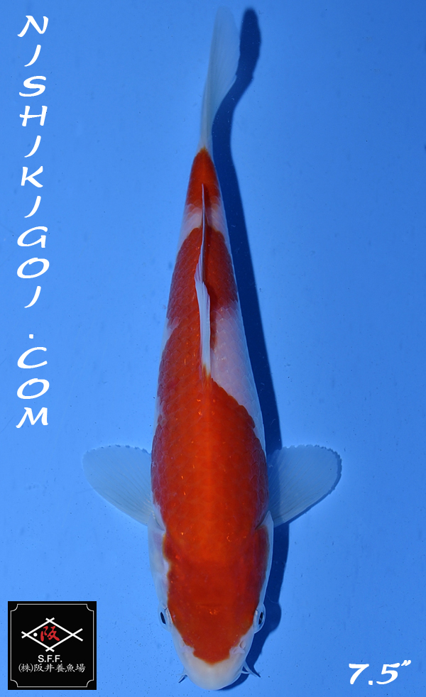 Koi Auction