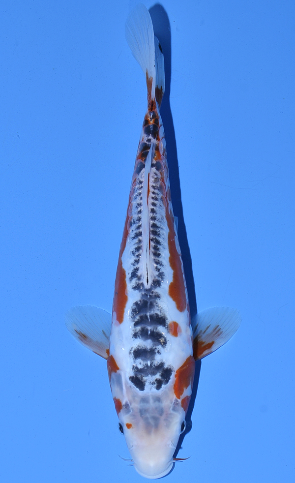 Koi Auction
