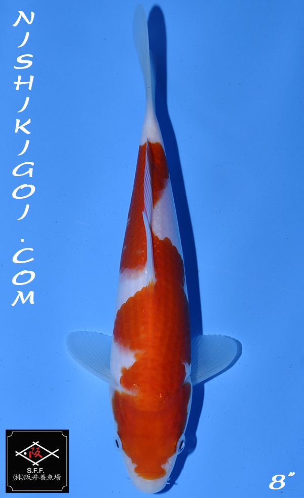Koi Auction
