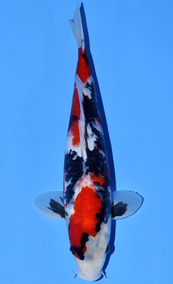 Koi Auction