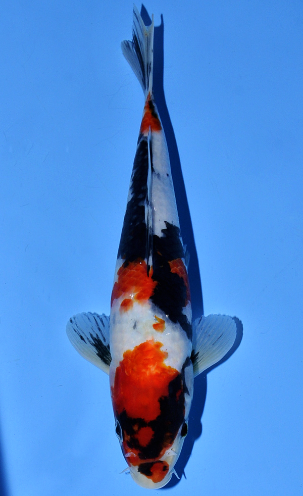 Koi Auction