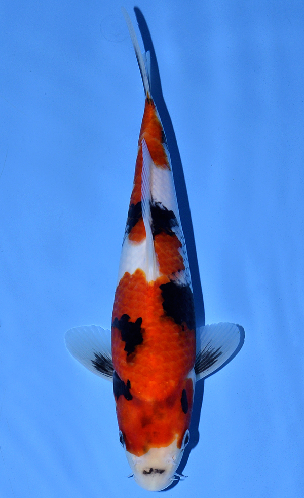 Koi Auction