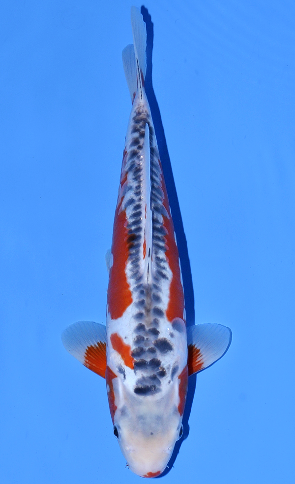 Koi Auction