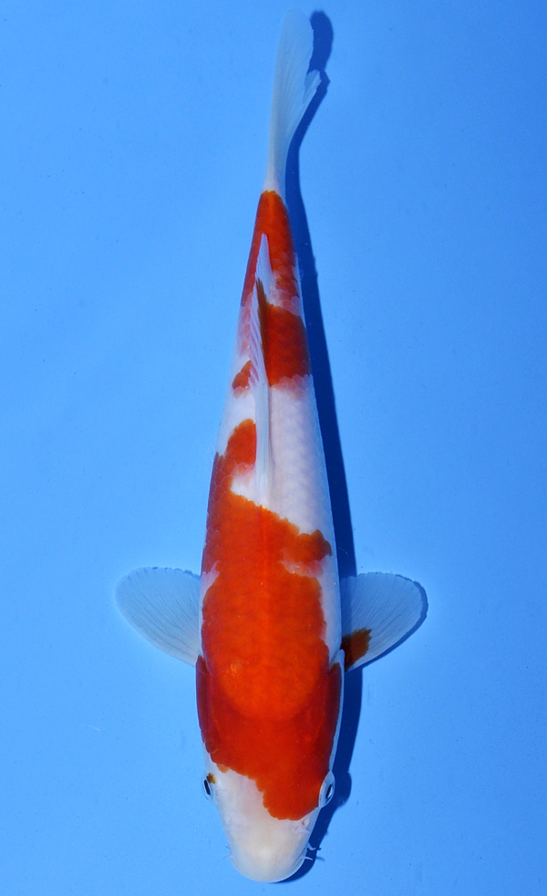 Koi Auction