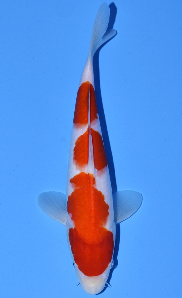 Koi Auction