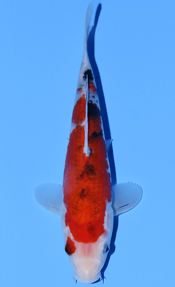 Koi Auction