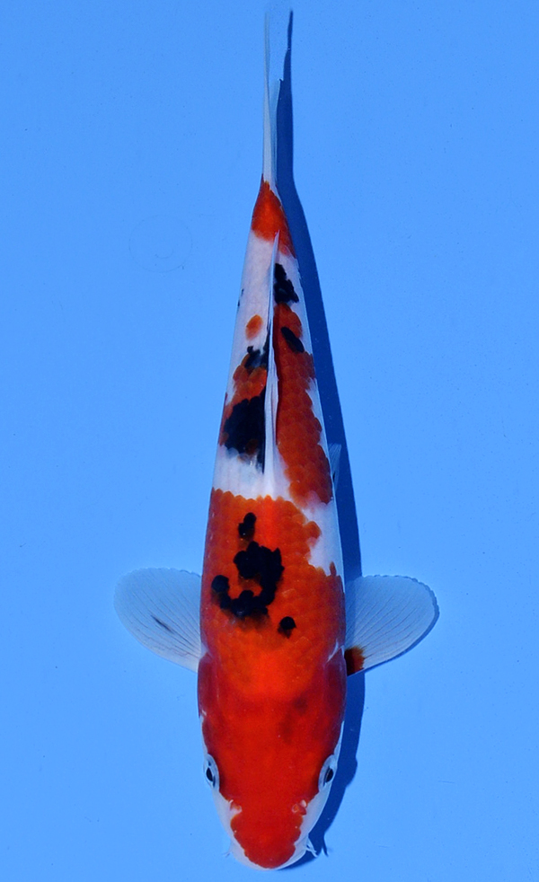 Koi Auction