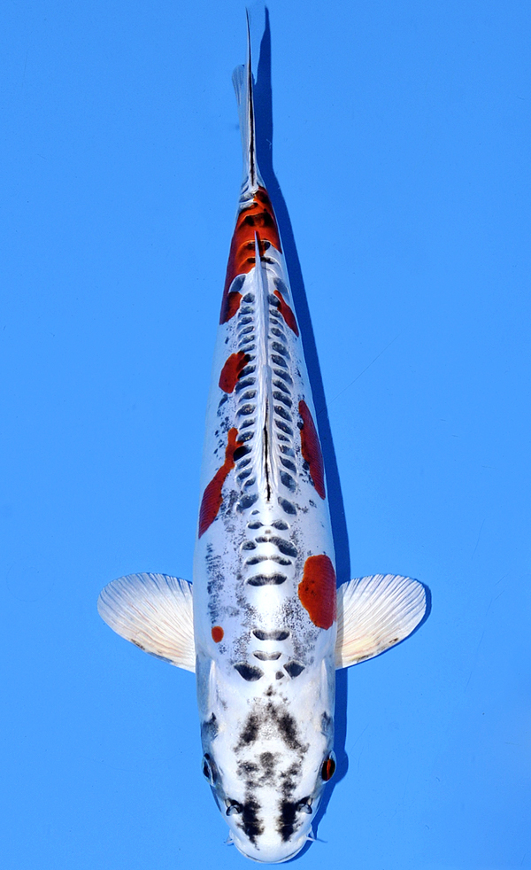 Koi Auction