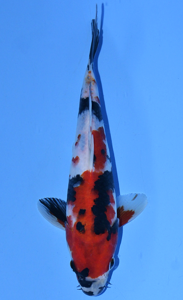 Koi Auction