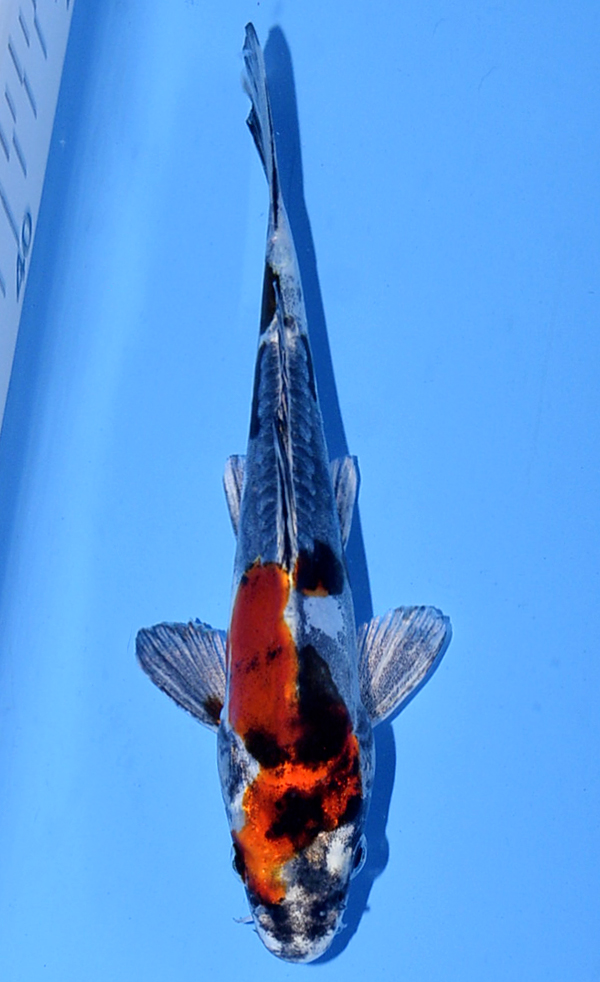 Koi Auction