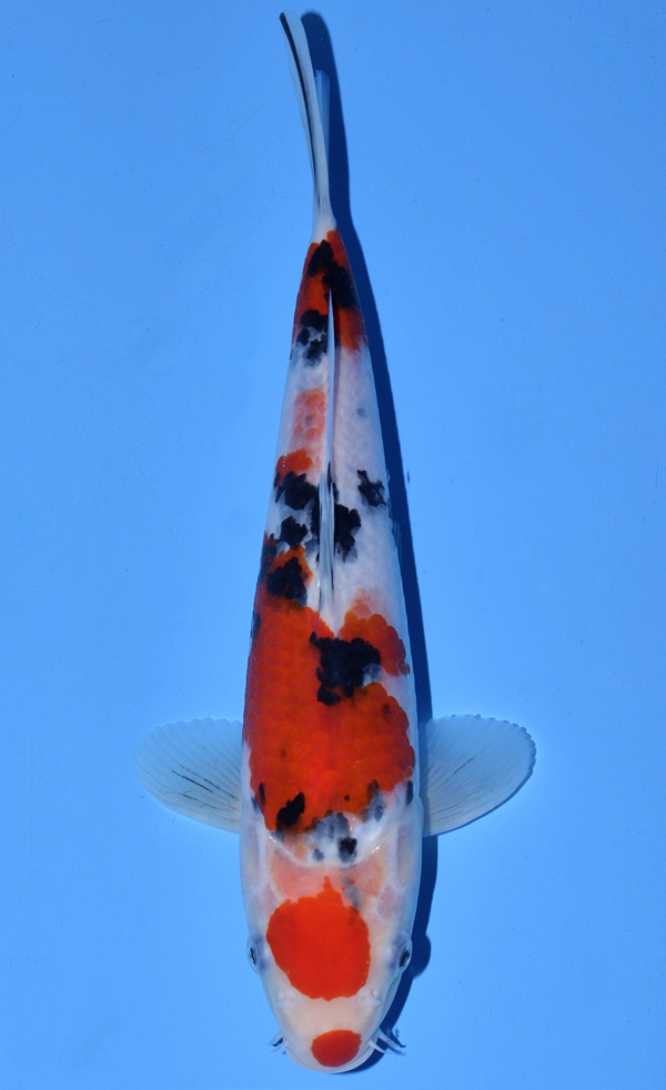 Koi Auction