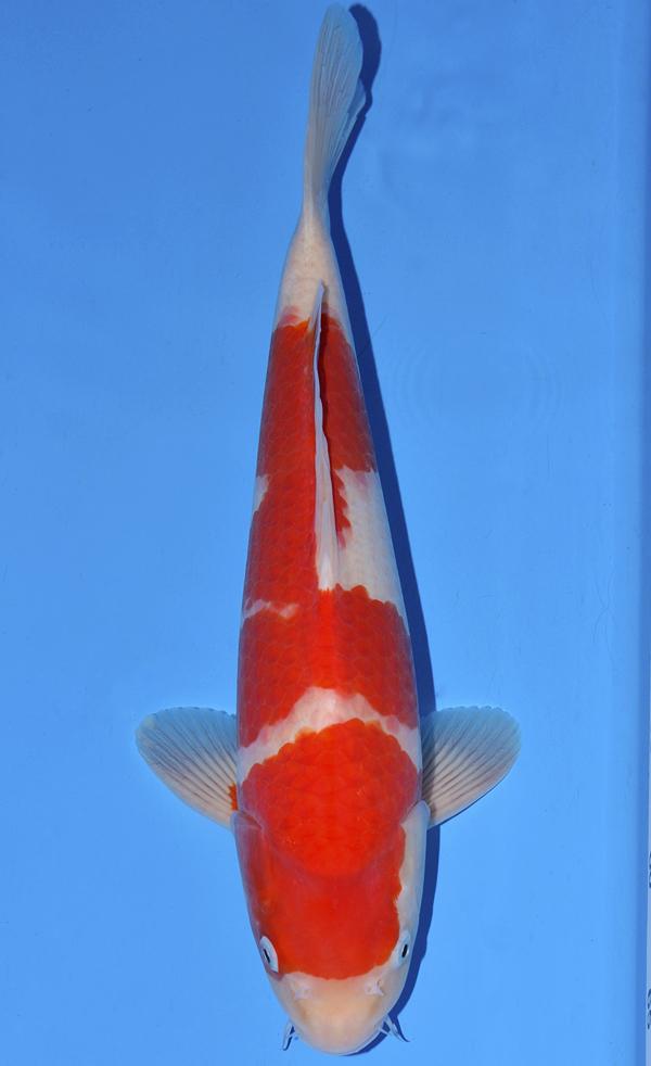 Koi Auction