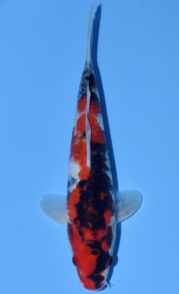 Koi Auction