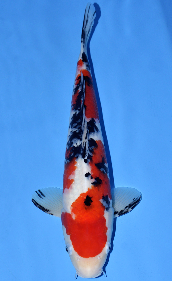 Koi Auction