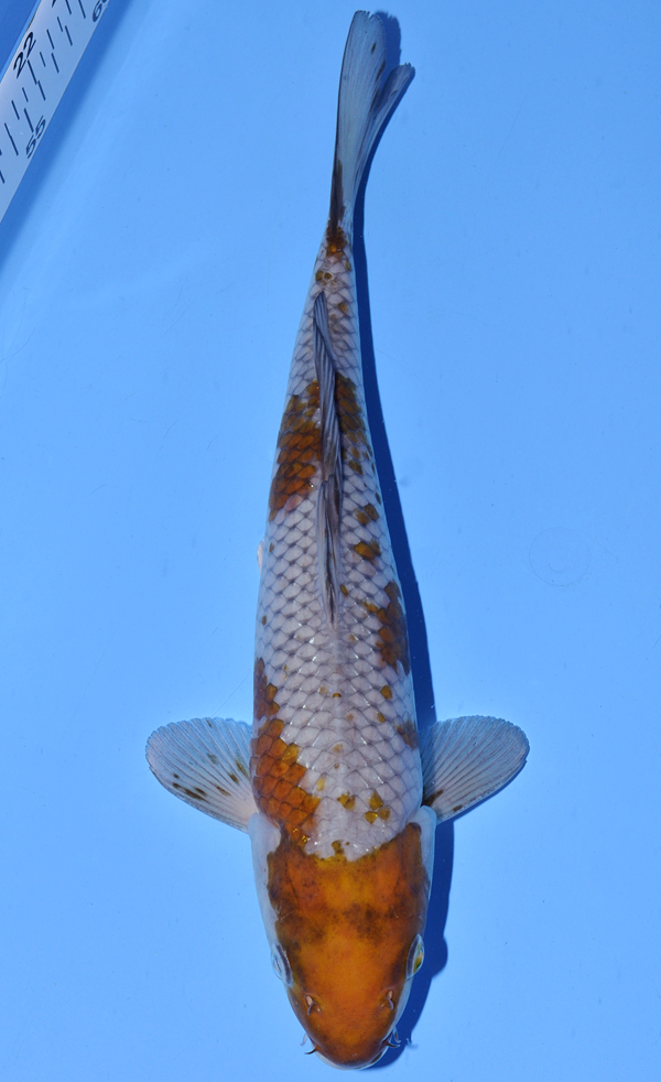 Koi Auction