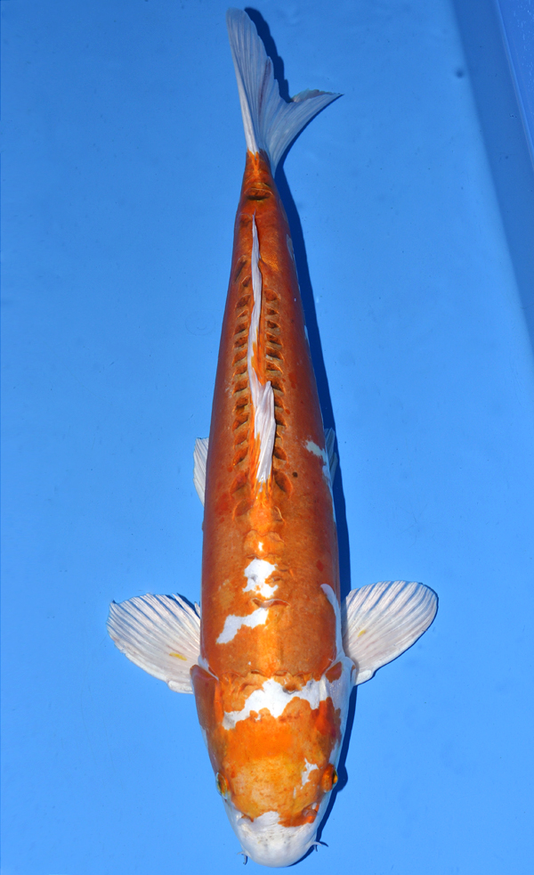 Koi Auction