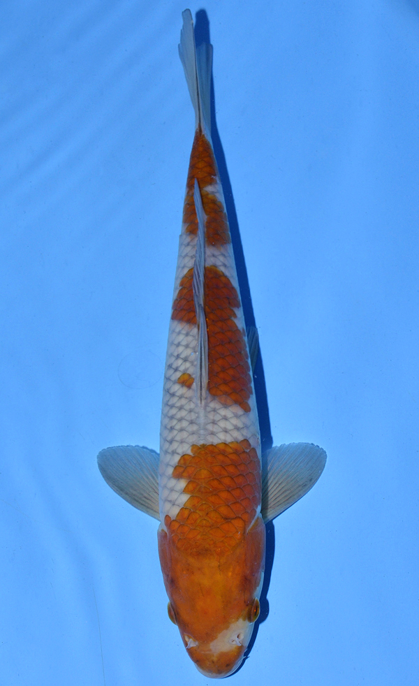 Koi Auction