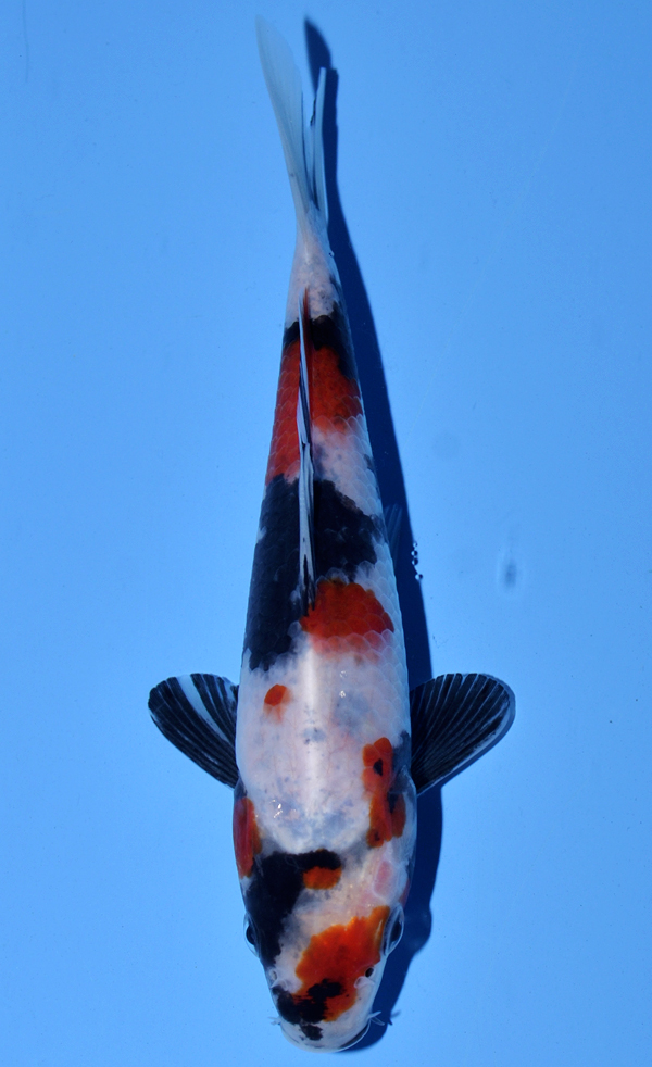 Koi Auction