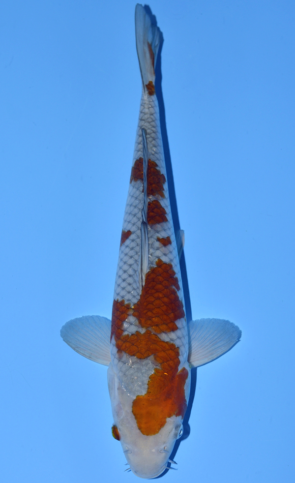 Koi Auction