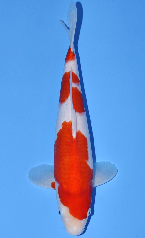Koi Auction