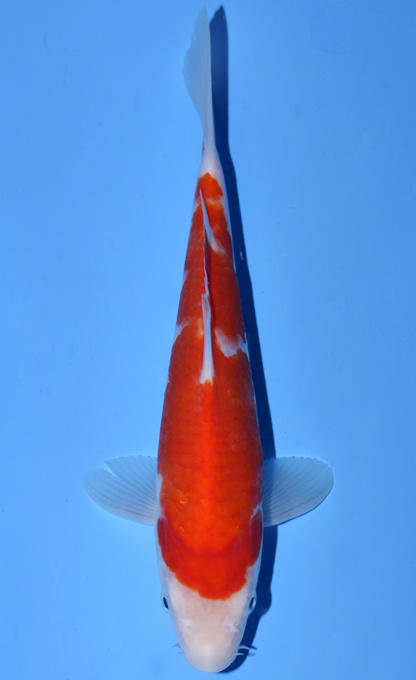 Koi Auction