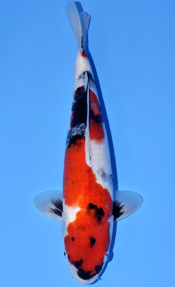Koi Auction