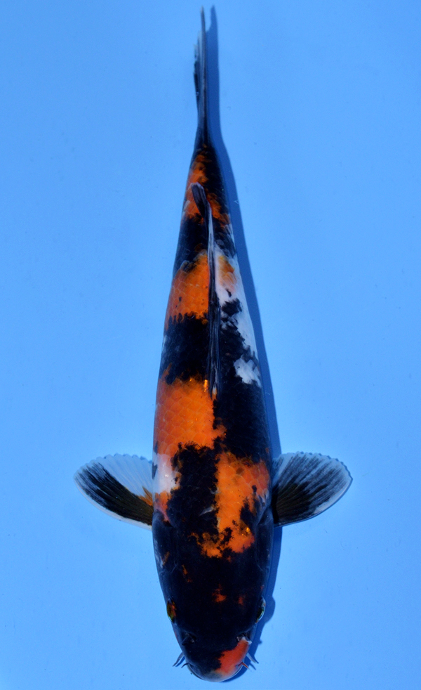 Koi Auction
