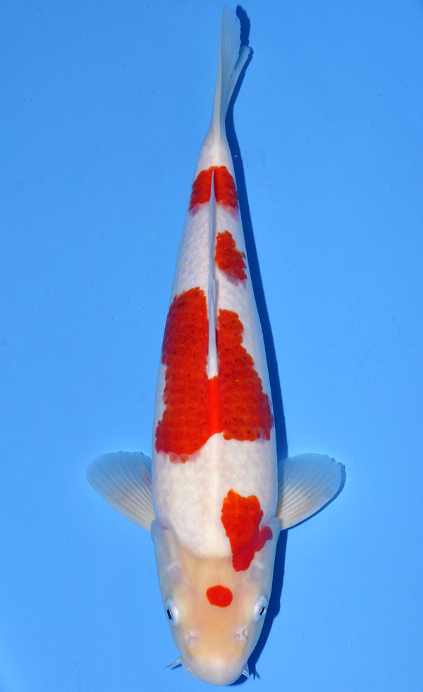 Koi Auction