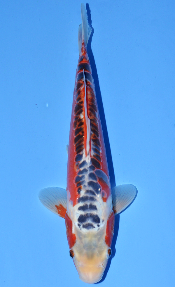 Koi Auction