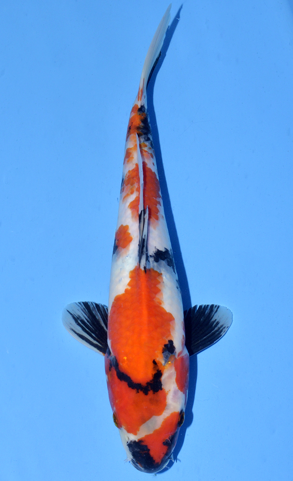 Koi Auction