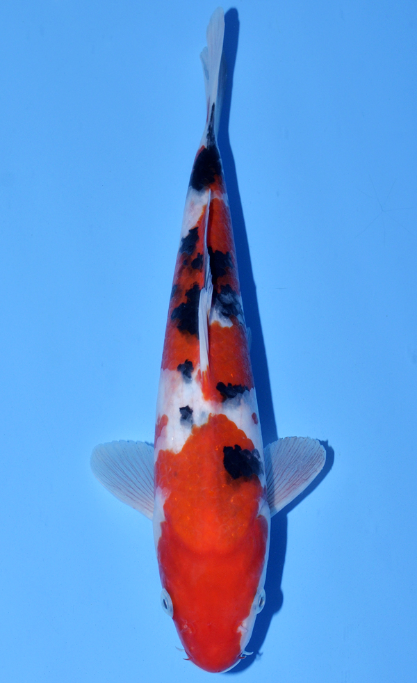 Koi Auction