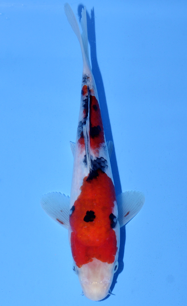 Koi Auction