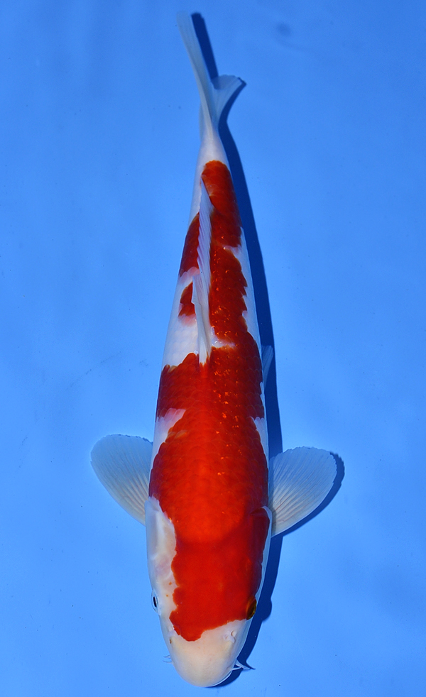 Koi Auction