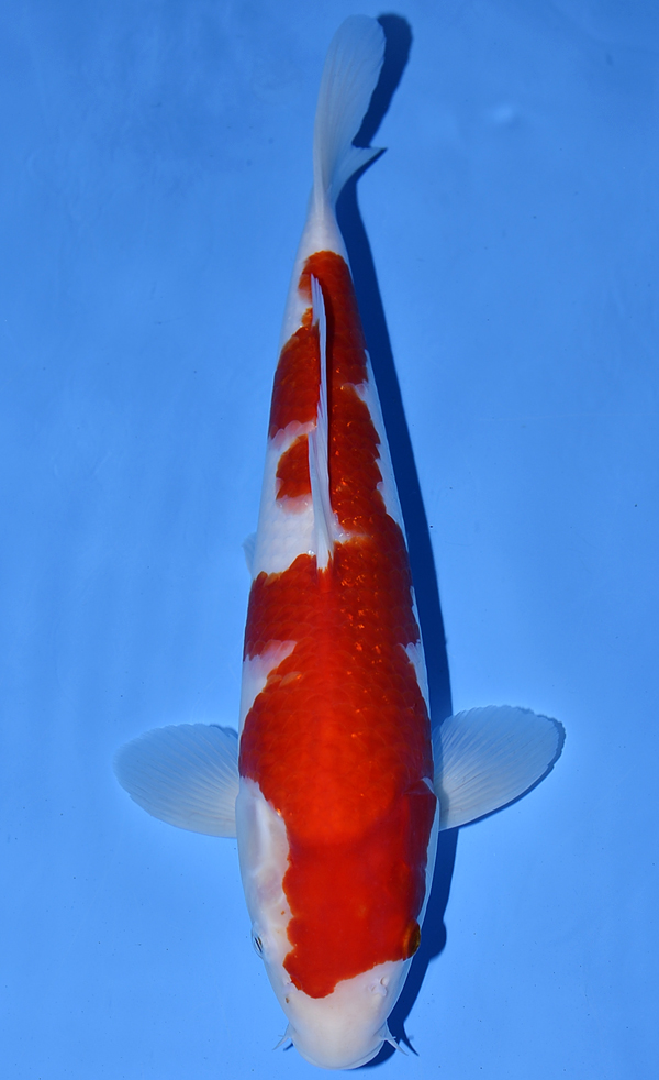 Koi Auction